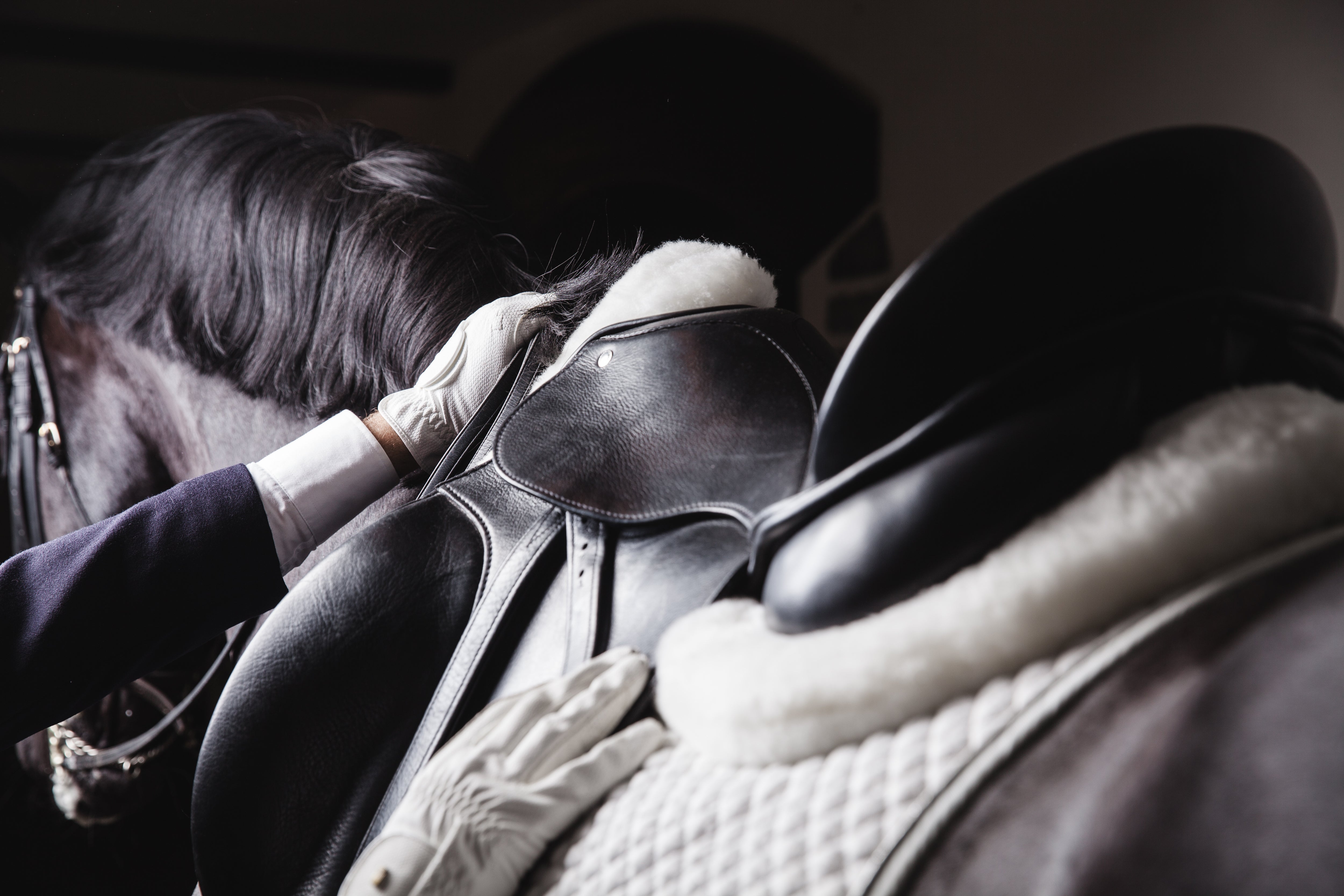 Professional Saddle Fitting – Saddleworld Bundaberg